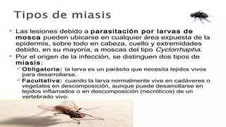 MIASIS CUTANEA.pptx mayyhkknahahajujdhdhdh | PPTX