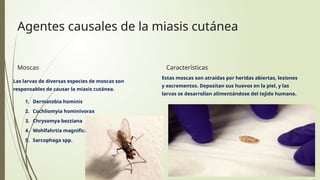 MIASIS CUTANEA.pptx mayyhkknahahajujdhdhdh | PPTX