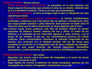 MIASIS CUTANEA FORUNCULOSA CERVICAL: A PROPOSITO DE UN CASO. | PPT