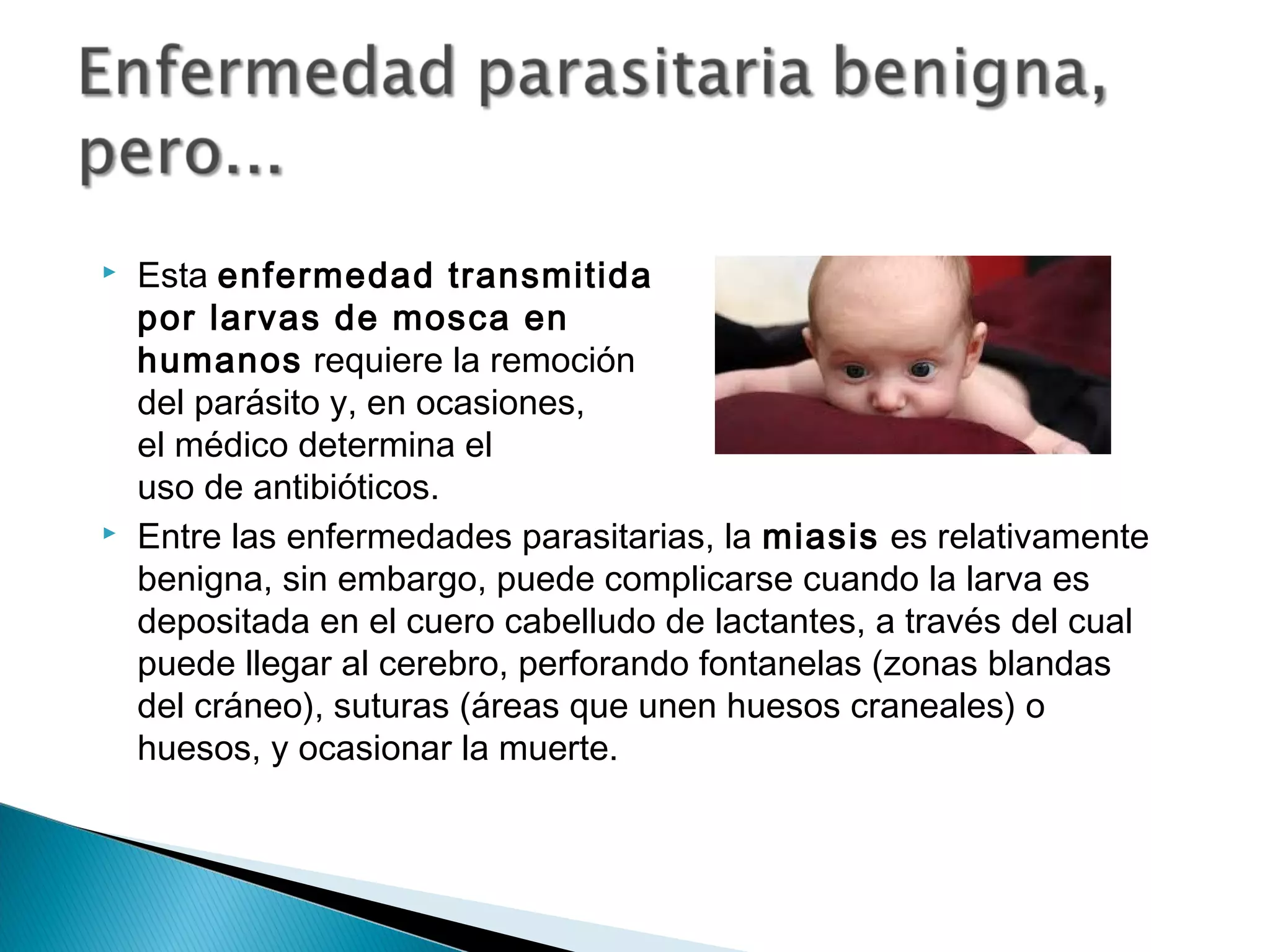 Miasis: enfermedad parasitaria causada por larvas de mosca | PPT