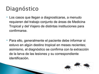 Miasis: enfermedad parasitaria causada por larvas de mosca | PPT