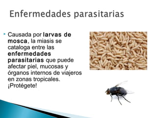 Miasis: enfermedad parasitaria causada por larvas de mosca | PPT