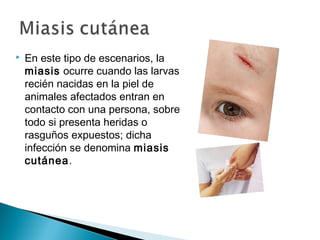 Miasis: enfermedad parasitaria causada por larvas de mosca | PPT