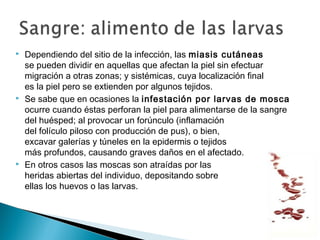 Miasis: enfermedad parasitaria causada por larvas de mosca | PPT