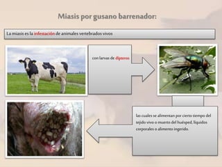 Miasis por gusano barrenador | PPTX