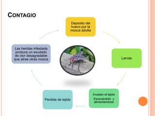 Miasis | PPTX