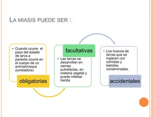 Miasis | PPTX