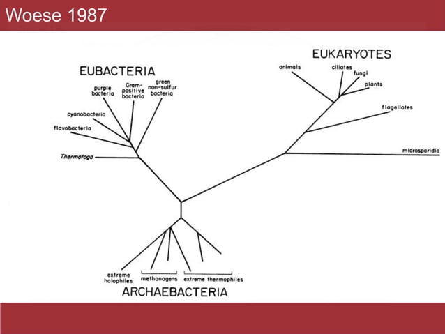 MIB200A at UCDavis Module: Microbial Phylogeny; Class 2 | PPT