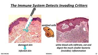 Basic intro to Microbes and the Immune System Powerpoint | PPTX
