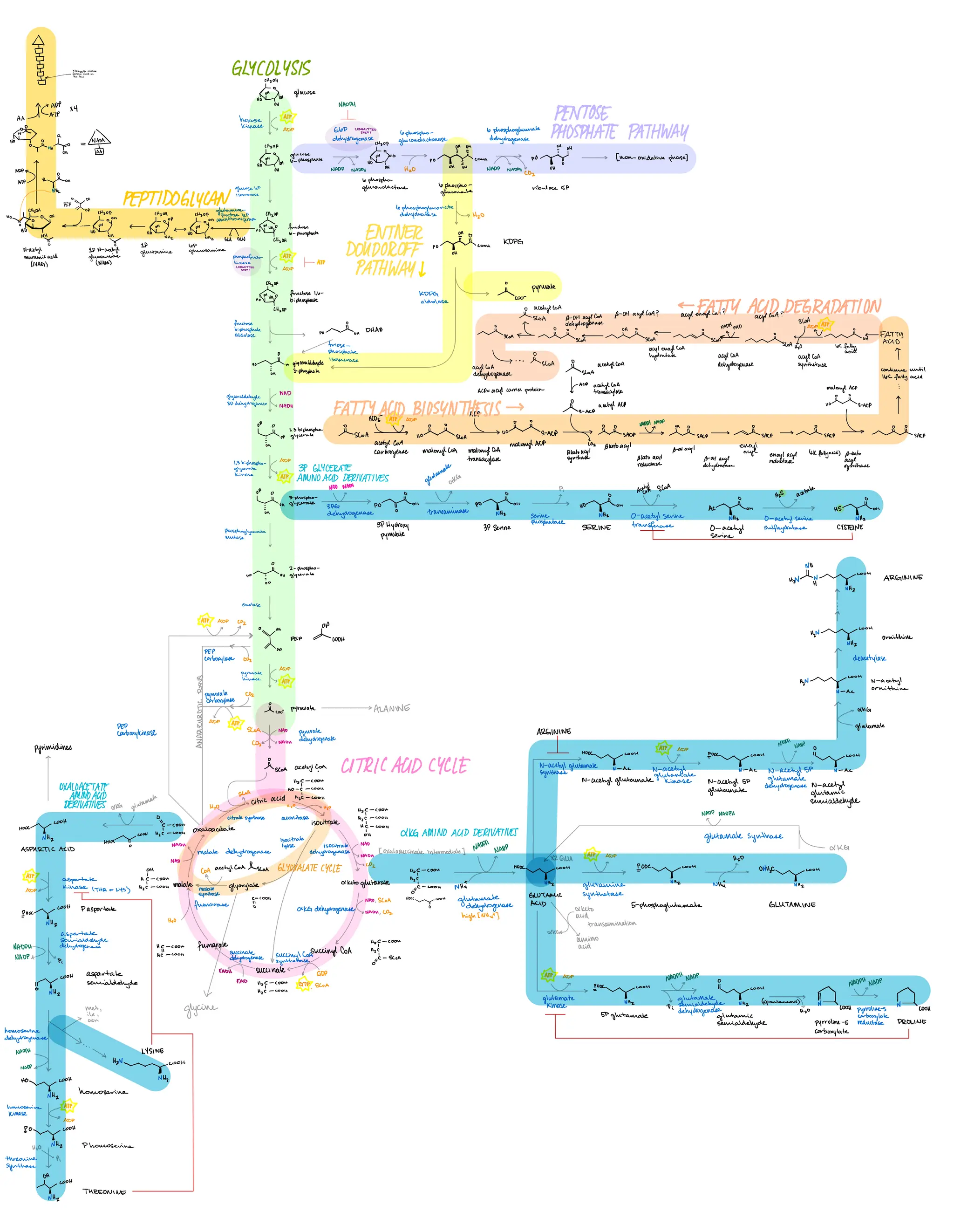 List of many microbiology biochemistry Pathways list for pathways | PDF