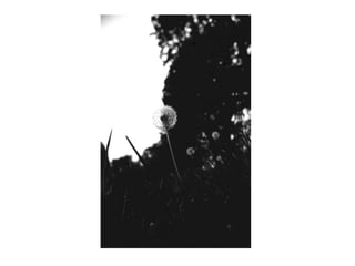 Mica Portfolio | PPT