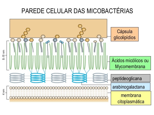 Micobactérias Atípicas, de Crescimento Rápido, Não tuberculosa