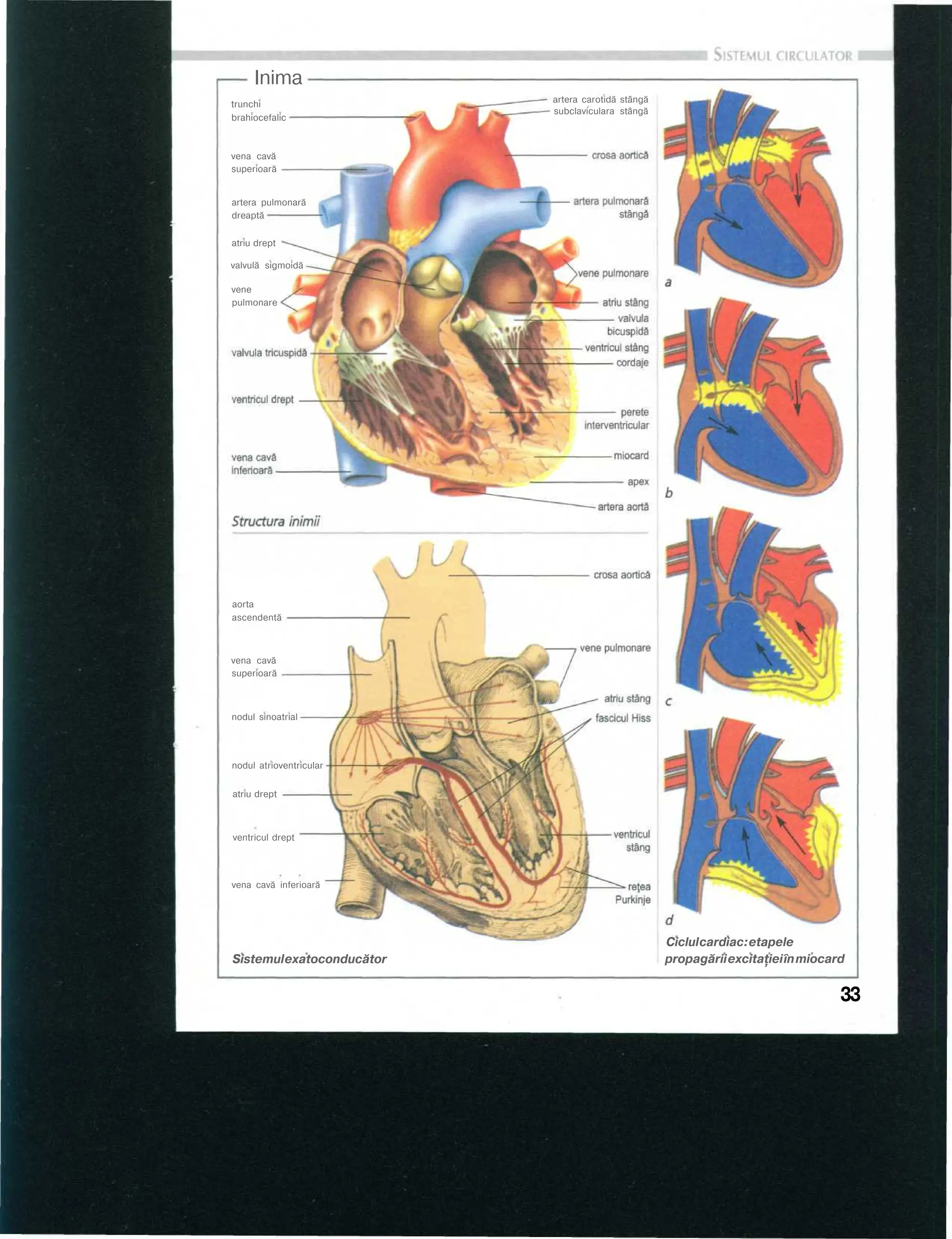 Mic Atlas Anatomie Corint bun si colorat | PDF