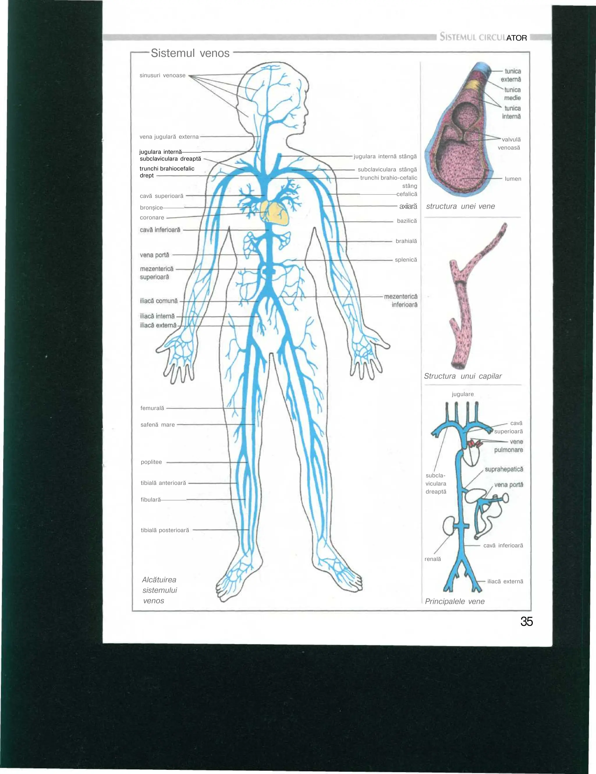 Mic Atlas Anatomie Corint bun si colorat | PDF