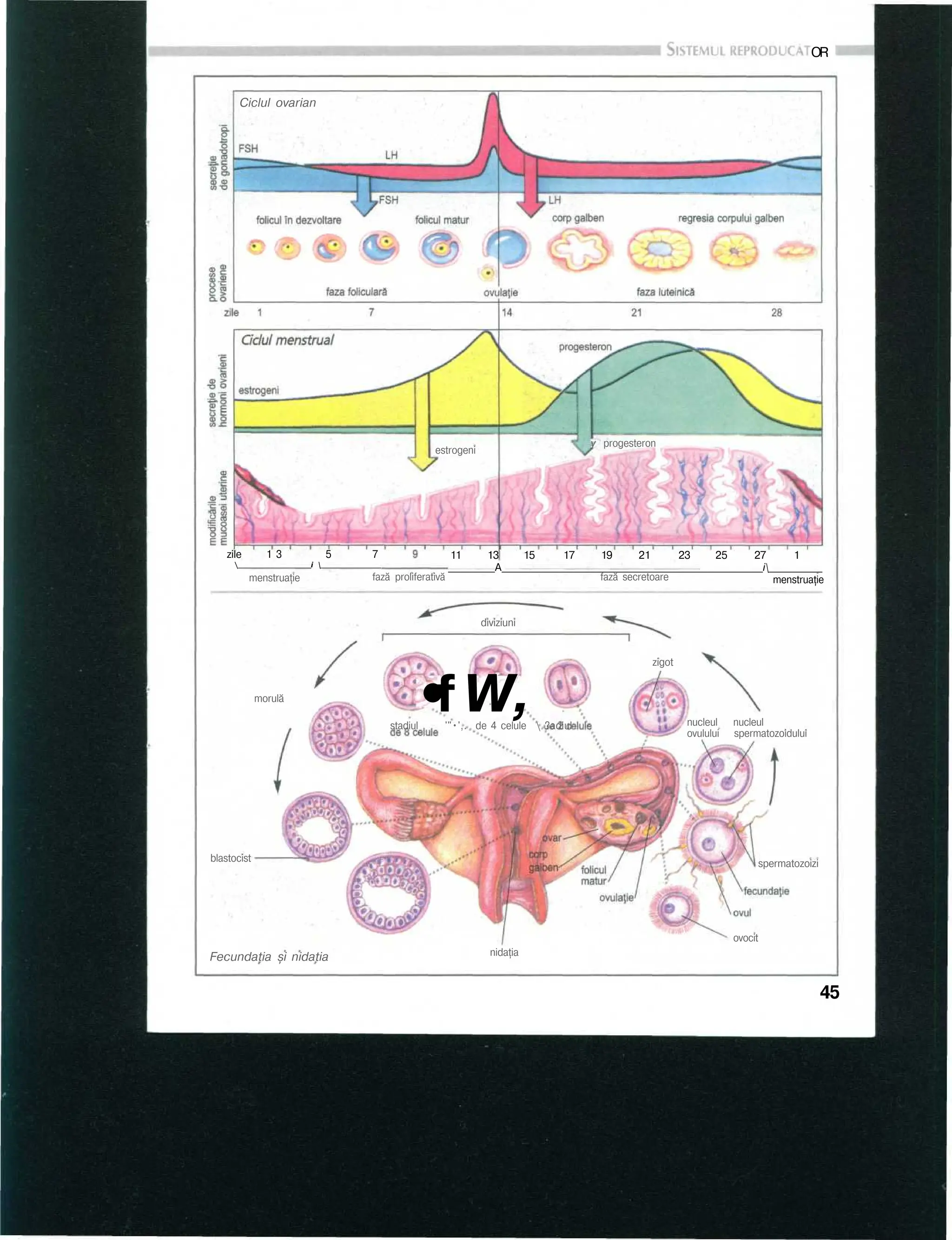 Mic Atlas Anatomie Corint bun si colorat | PDF
