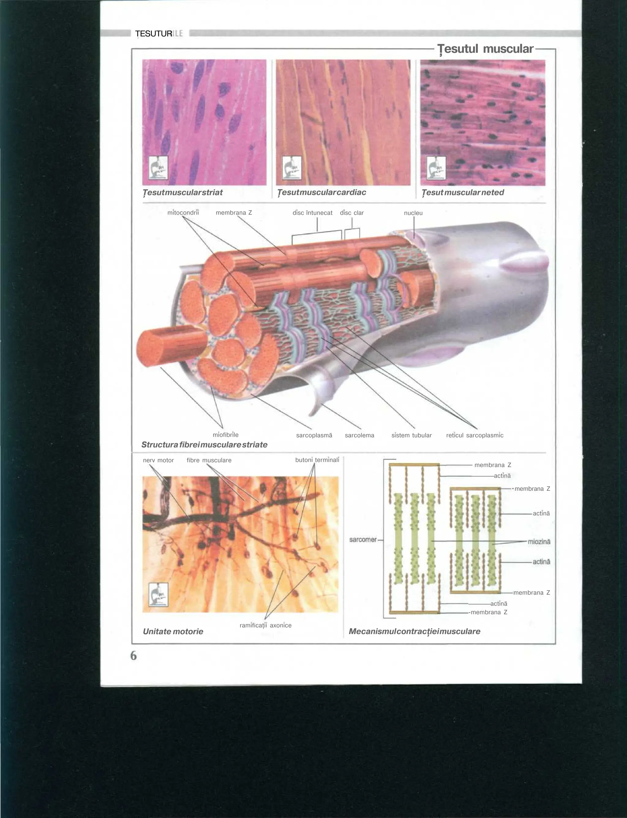 Mic Atlas Anatomie Corint bun si colorat | PDF