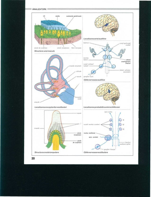 Mic Atlas Anatomie Corint bun si colorat | PDF