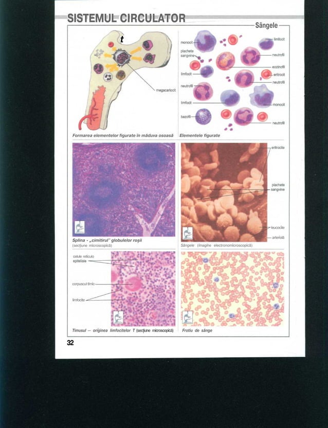 Mic Atlas Anatomie Corint bun si colorat | PDF