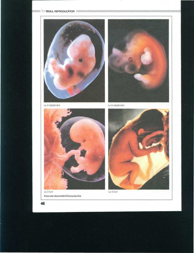 Mic Atlas Anatomie Corint bun si colorat | PDF