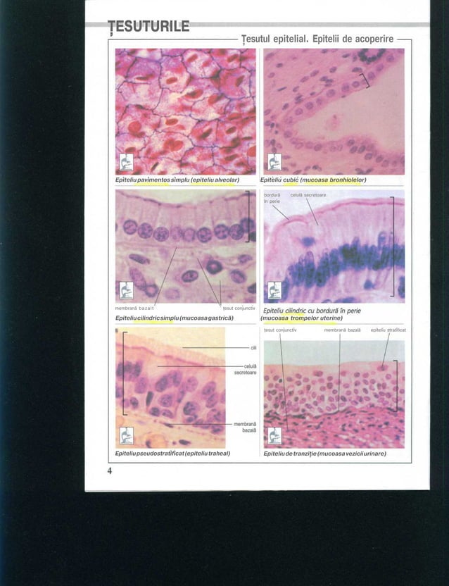 Mic Atlas Anatomie Corint bun si colorat | PDF