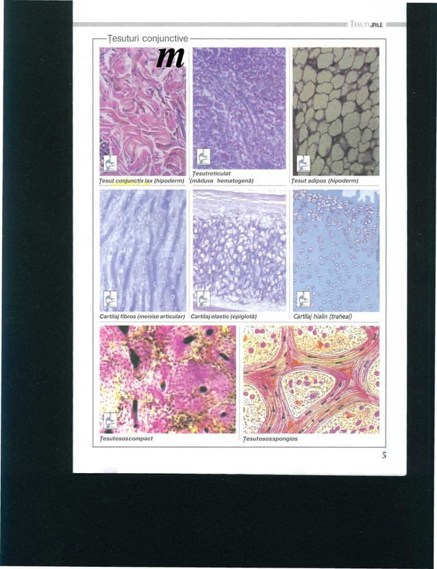 Mic Atlas Anatomie Corint bun si colorat | PDF