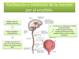 Micción | PPTX
