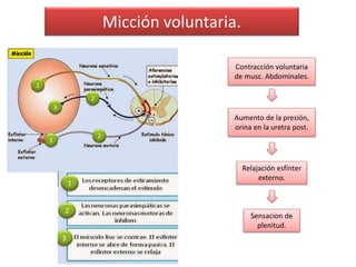 Micción | PPTX