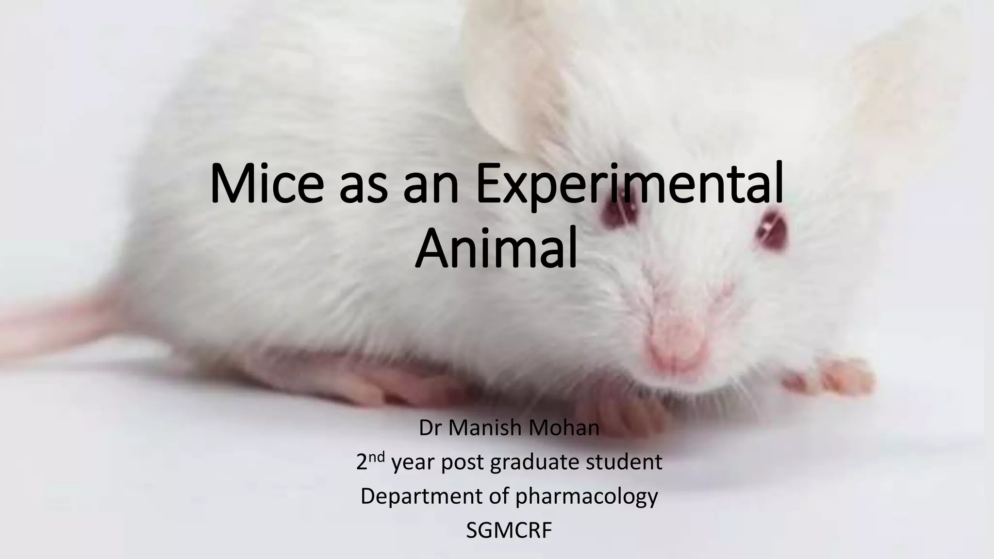 Mice as an experimental animal | PPTX