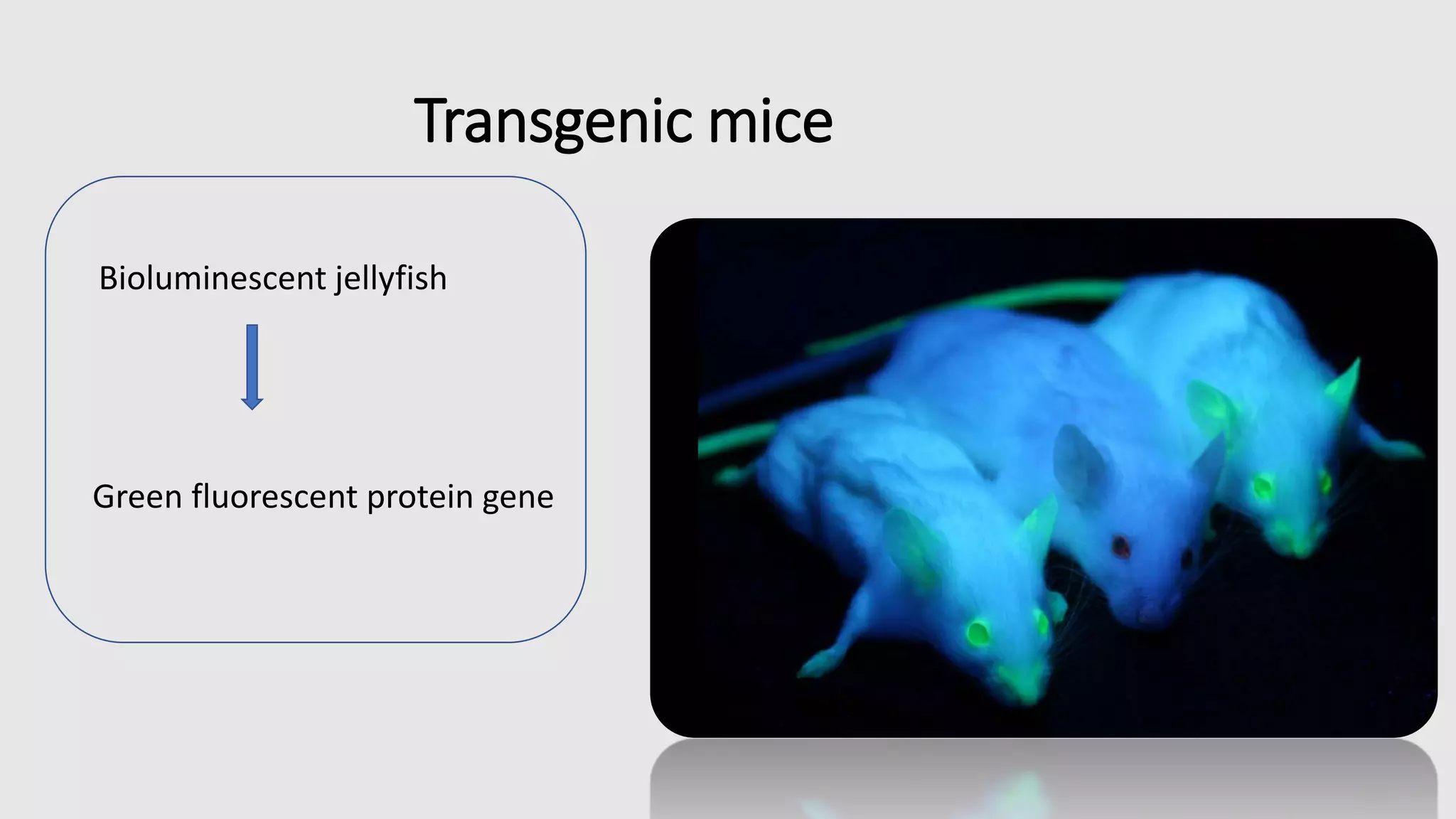 Mice as an experimental animal | PPTX