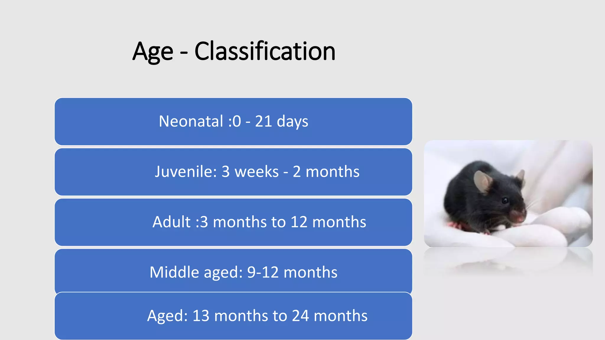 Mice as an experimental animal | PPTX