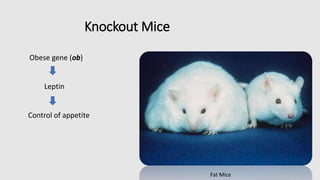 Mice as an experimental animal | PPTX
