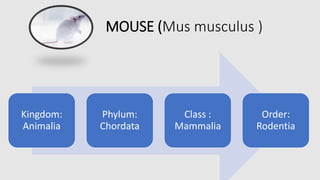 Mice as an experimental animal | PPTX