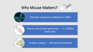 Mice as an experimental animal | PPTX