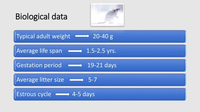 Mice as an experimental animal | PPTX | Biological Sciences | Science