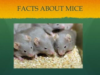 Mice Power Point Presentation | PPTX
