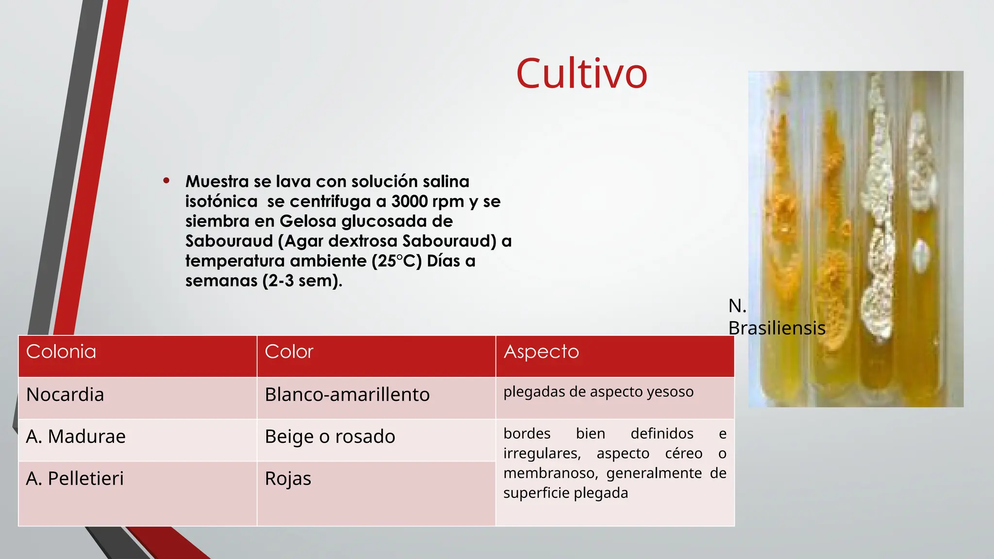 MICETOMA COMO ENFERMEDAD TROPICAL EN AMERICA | PPTX