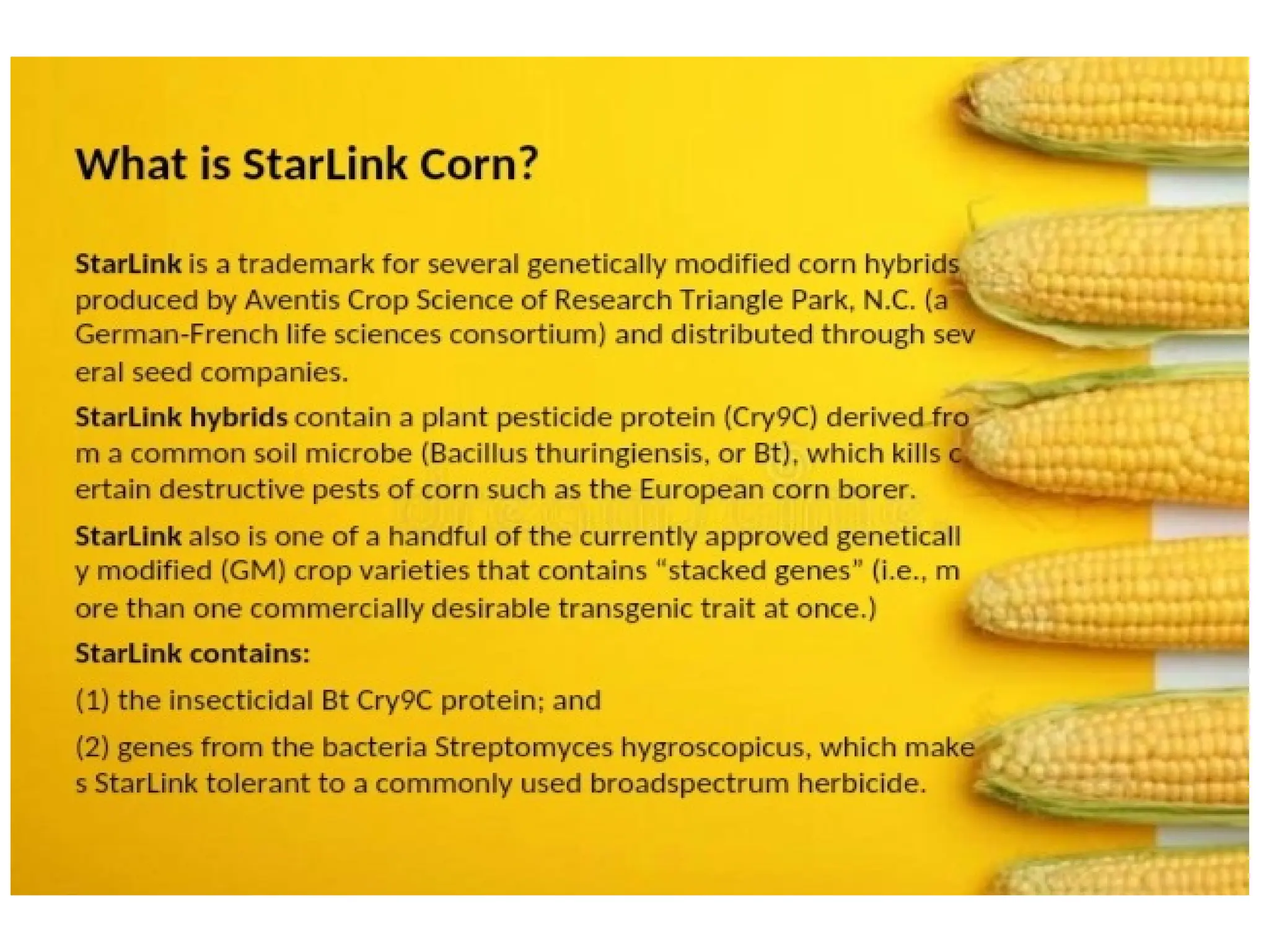 Michael-Labe-Starlink-corn controversy-ppt.pptx