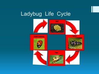 Michael1 g lifecycle_ladybug_student copy | PPT