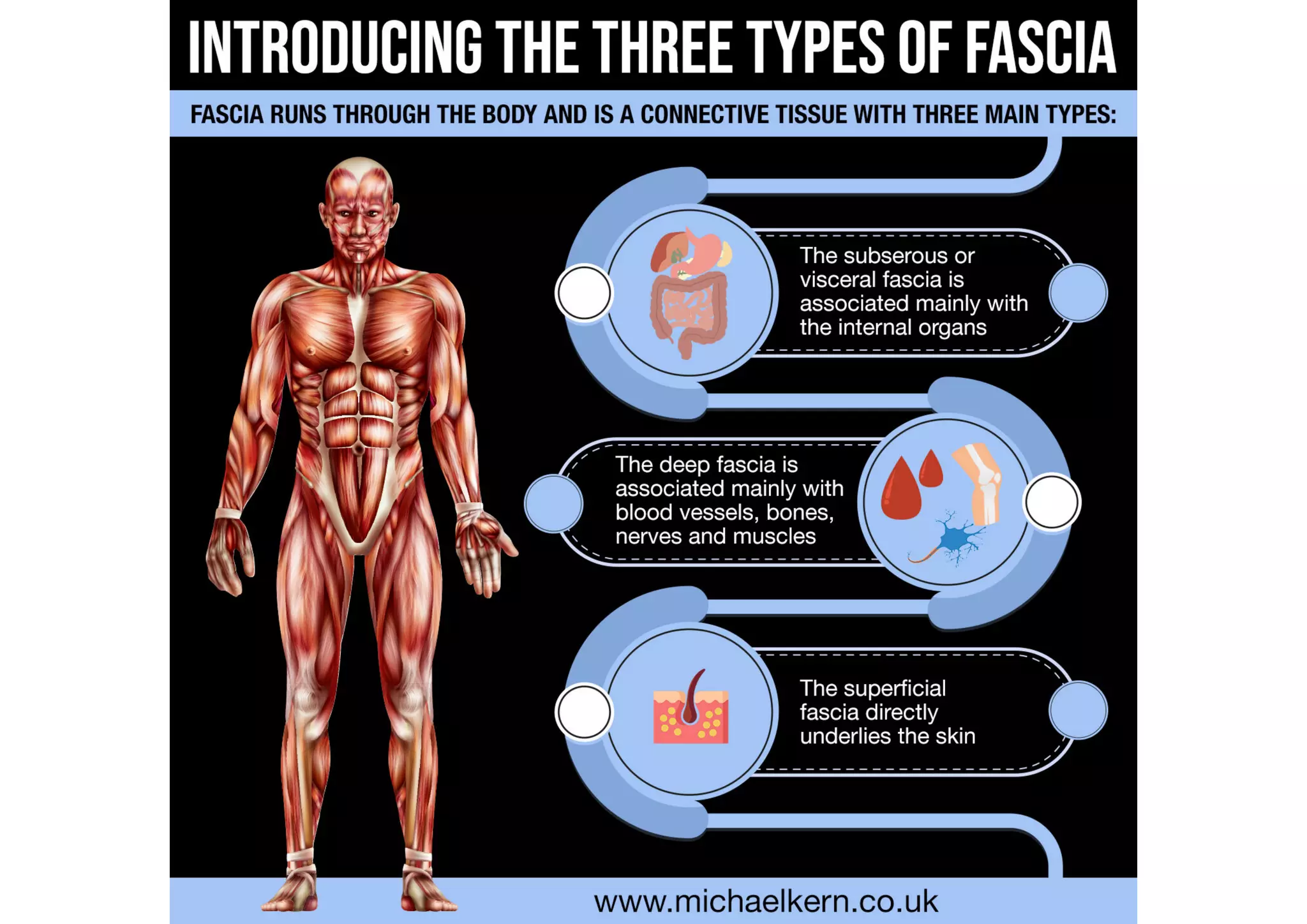 Introducing the Three Types of Fascia | PDF