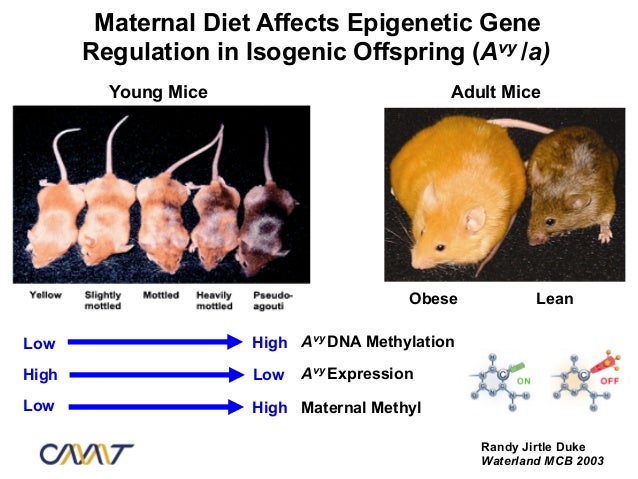 Epigenetics and Addiction Research - Michael Kobor