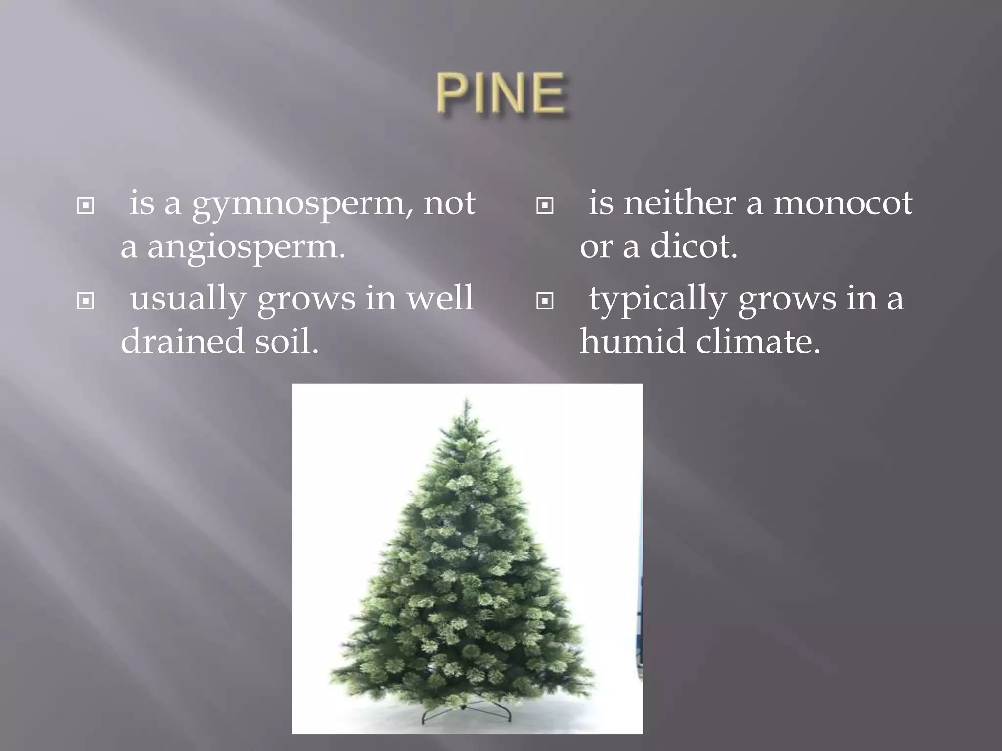 Michael rowan's pine tree powerpoint | PPTX