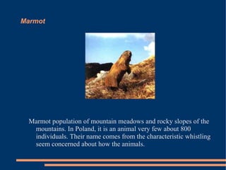 Endangered Species- Poland | ODP