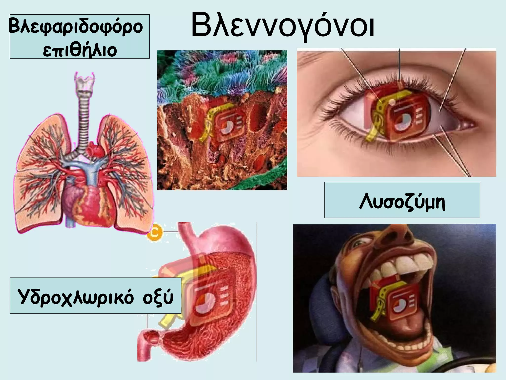Michanismoi aminas | PPT