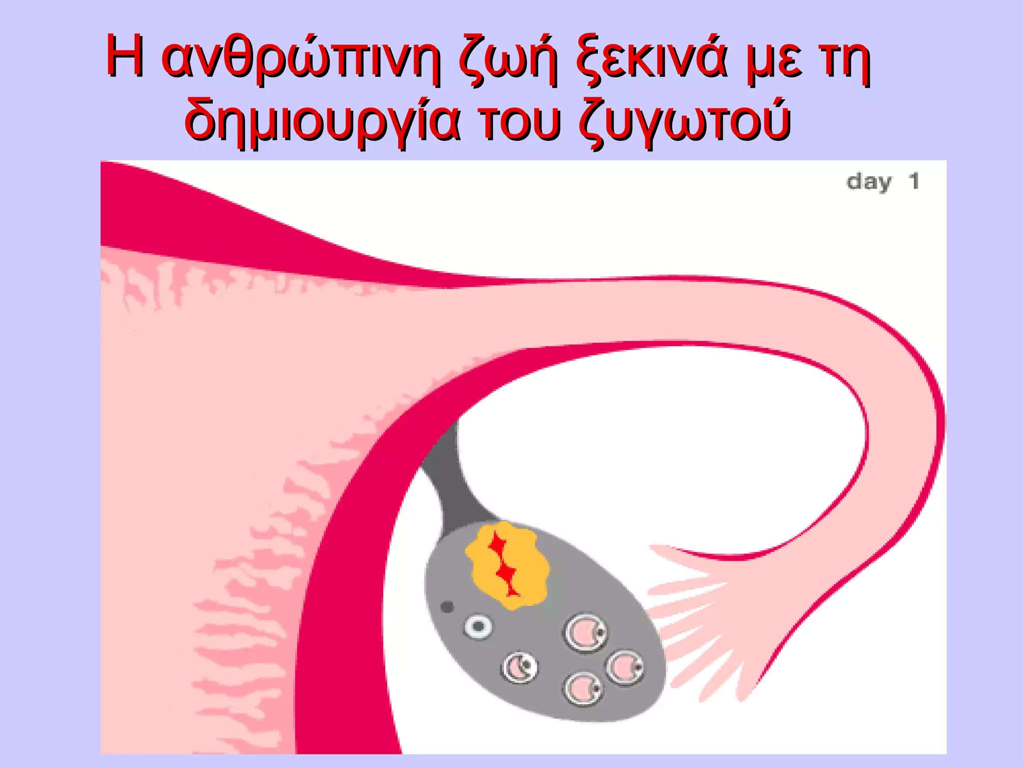 Michanismoi aminas | PPT