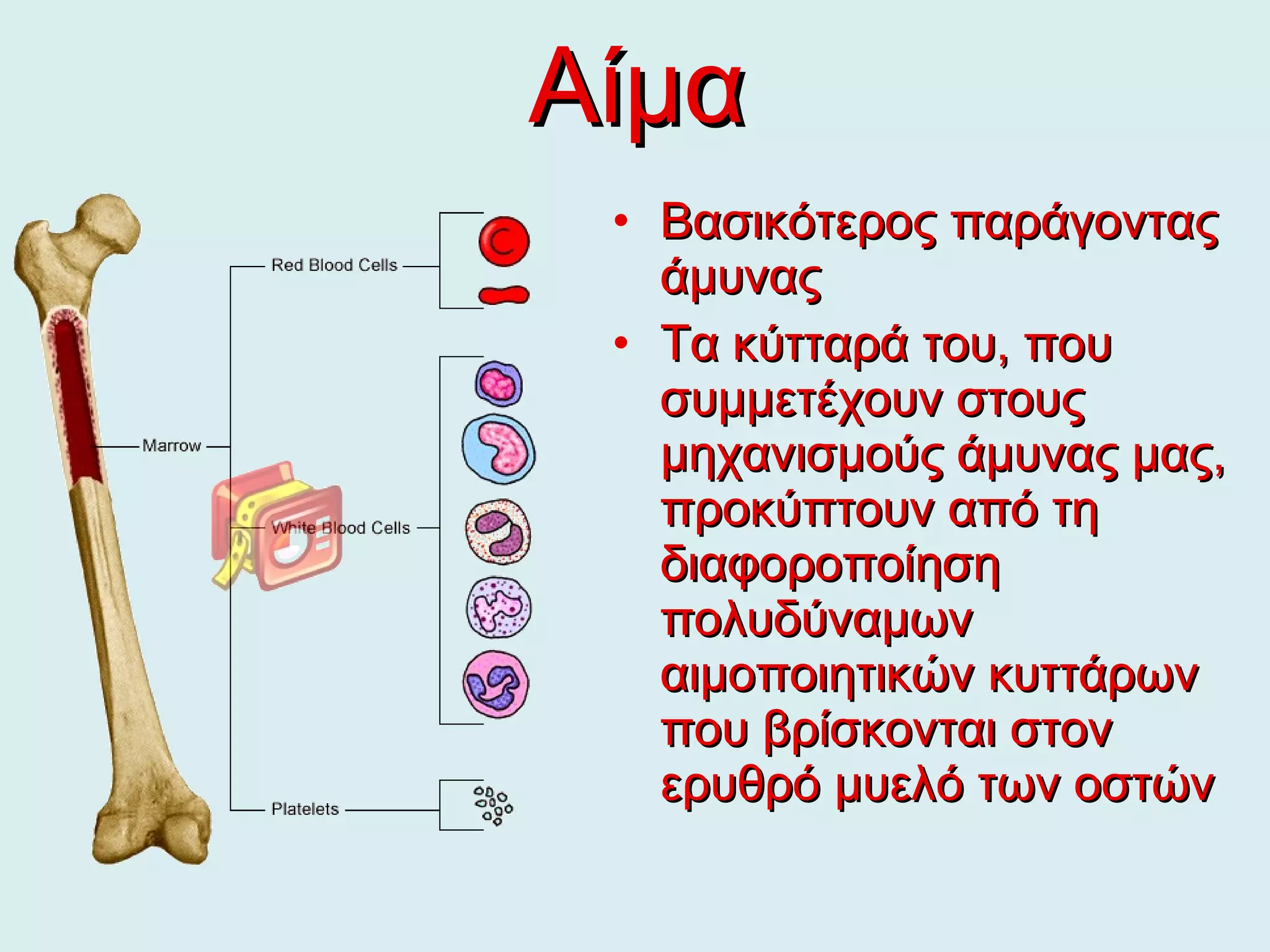 Michanismoi aminas | PPT