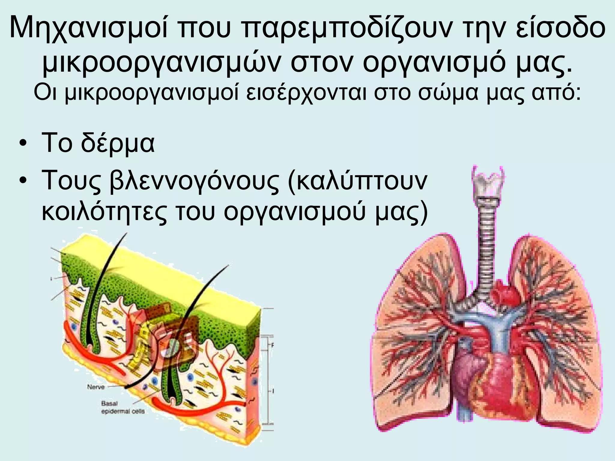 Michanismoi aminas | PPT