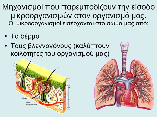 Michanismoi aminas | PPT