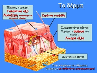 Michanismoi aminas | PPT