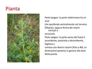 Michele pluda catalogo delle infestante | PPTX