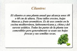 Mi cilantro | ODP
